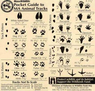 How to Identify Animal Tracks and Other Wildlife Signs - Grit
